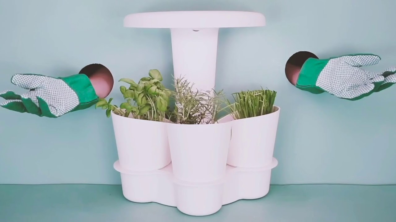 Calla - Capsules de graines - YouTube