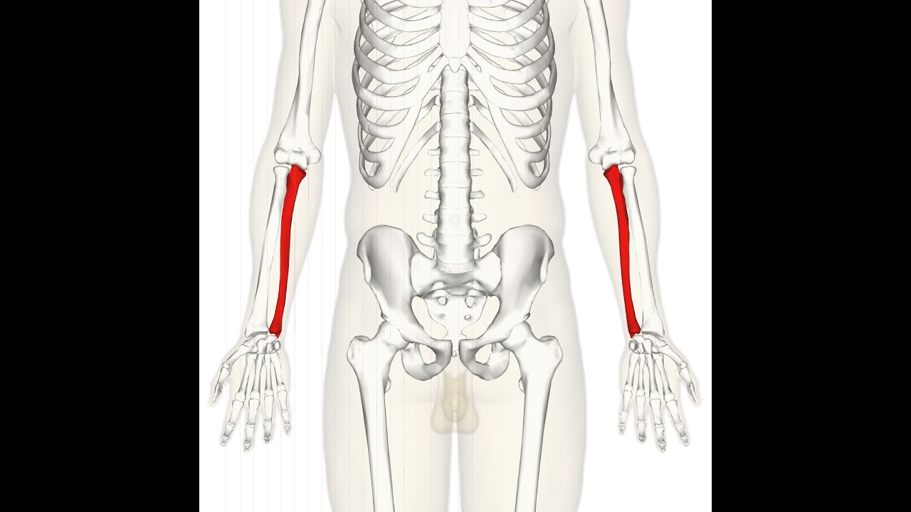 Ulna - Musculoskeletal - upper limb by Dr/Omar Medhat - YouTube
