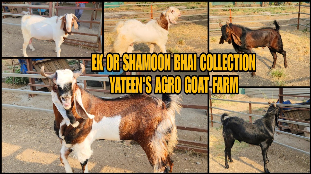 Agaya Ek Or Shamoon Bhai Collection Jabardast Playfull Andul Bakre ...