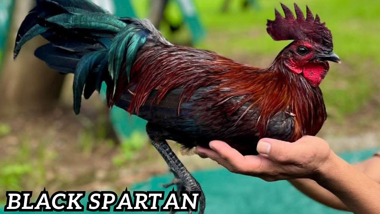 BLACK SPARTAN Beautiful View Feeding Time Big Farm Free Range SPARTAN ...