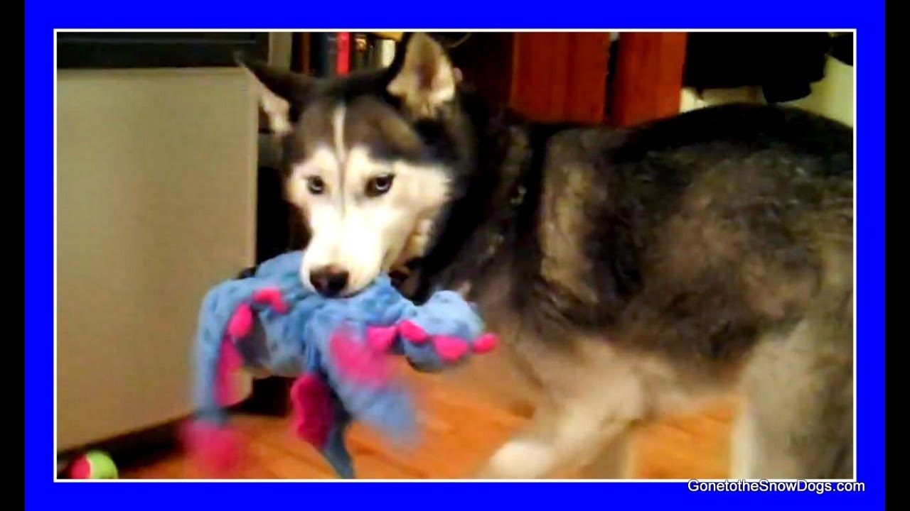 HUSKY SLAYS A DRAGON - YouTube