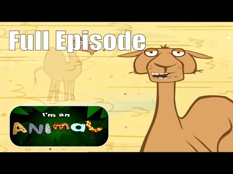 🐪 I'm a Camel | I'M AN ANIMAL - YouTube