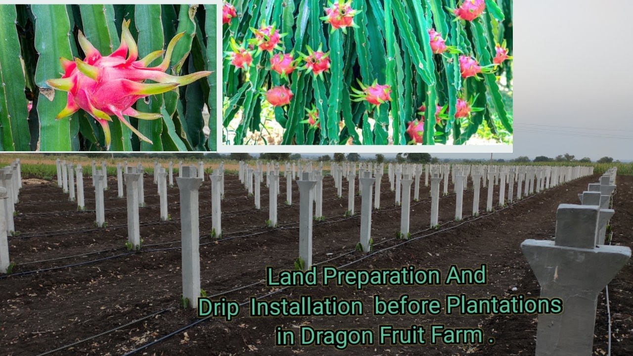 How To Prepare Land And Drip Irrigation In Dragon Fruit Farm || ड्रिप ...