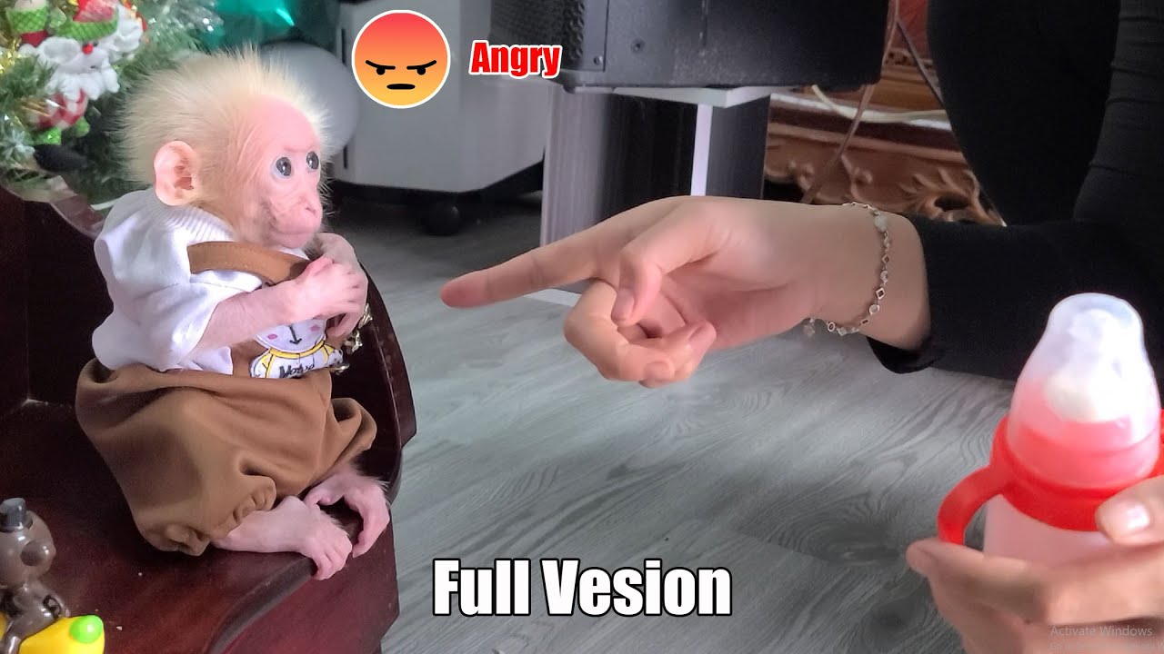 Full Video of David the Monkey's Extremely Cute Angry Moment 😡😱 - YouTube