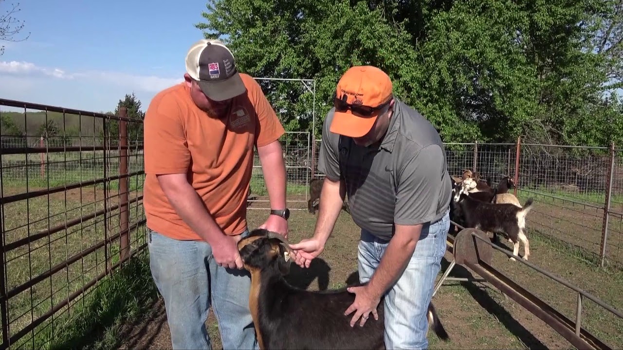 OSU Extension: Checking Goats for Ticks - YouTube