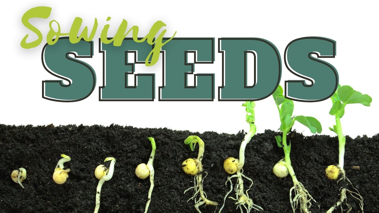 Sowing Seeds - Part 1 - Plant a seed for LIFE - YouTube