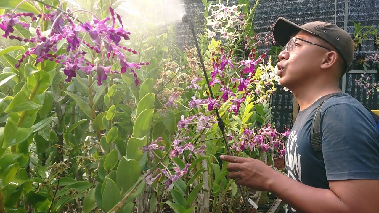 Tips/cara mudah anggrek agar cepat rajin berbunga banyak, pupuk bunga ...