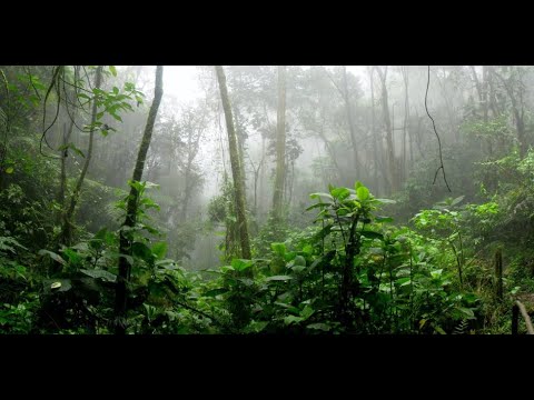 Relaxing Tree Music - YouTube