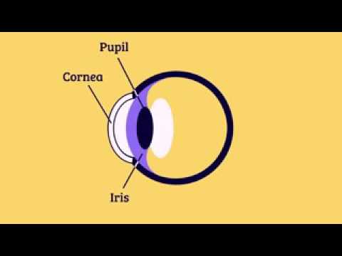 The Visual System - How Your Eyes Work - YouTube