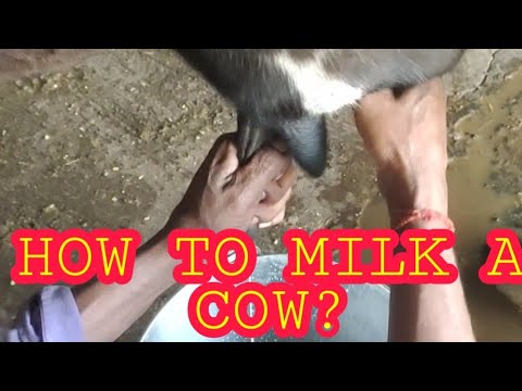 FULL HANDS MILKING METHOD OF COWS ️ - YouTube