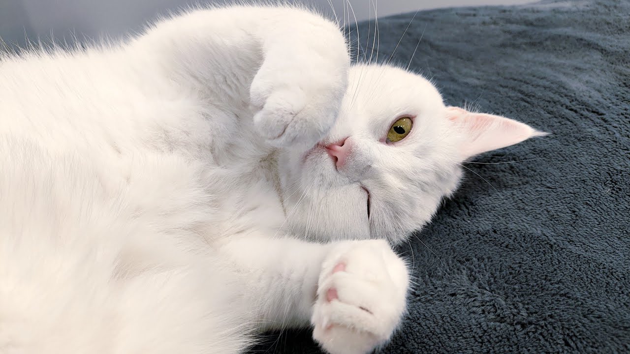 A Perfect Morning with Cat Twist. Cuteness, Play, and Purrs! 🐱☕️ - YouTube