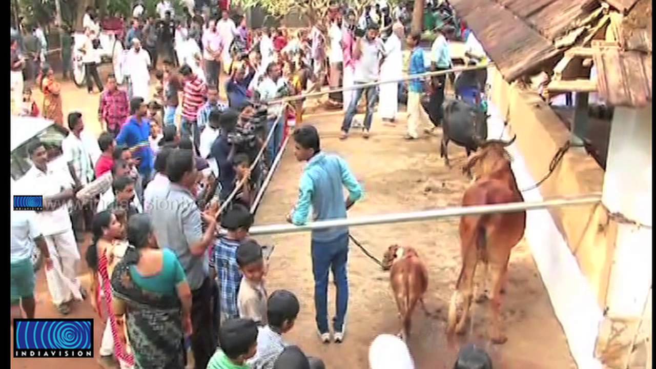 Manikyam, the shortes cow in the world - YouTube