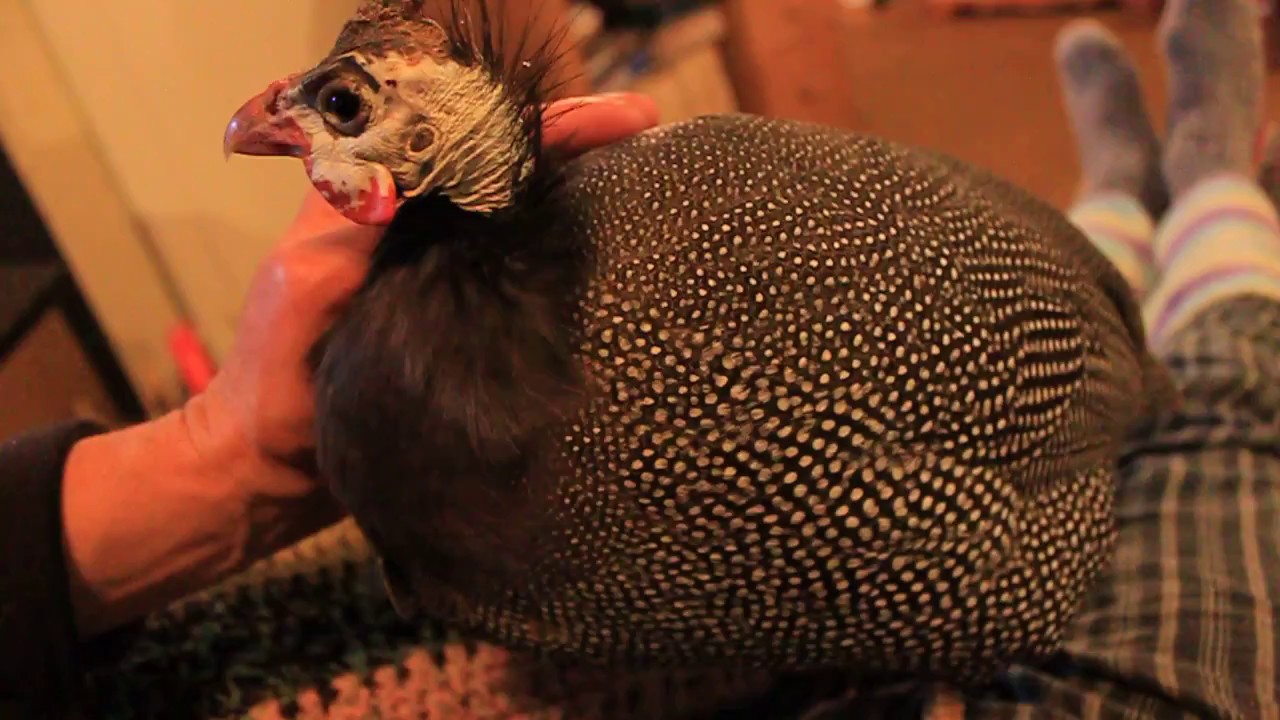 Guinea Fowl Love - YouTube