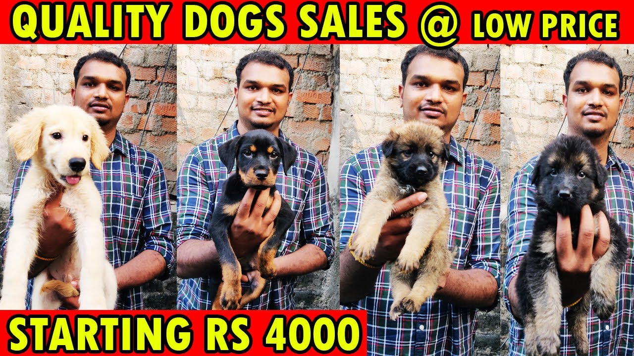 DOG FOR SALES | ALL PUPPYS SALES | Cheapest Prize | Dog Kennels | All ...
