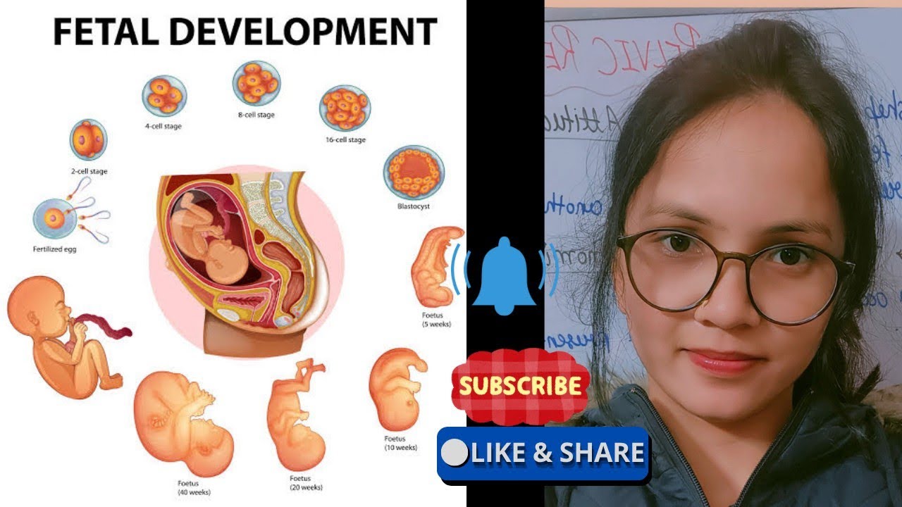 Fetal development ( organ development week wise) #video # ...