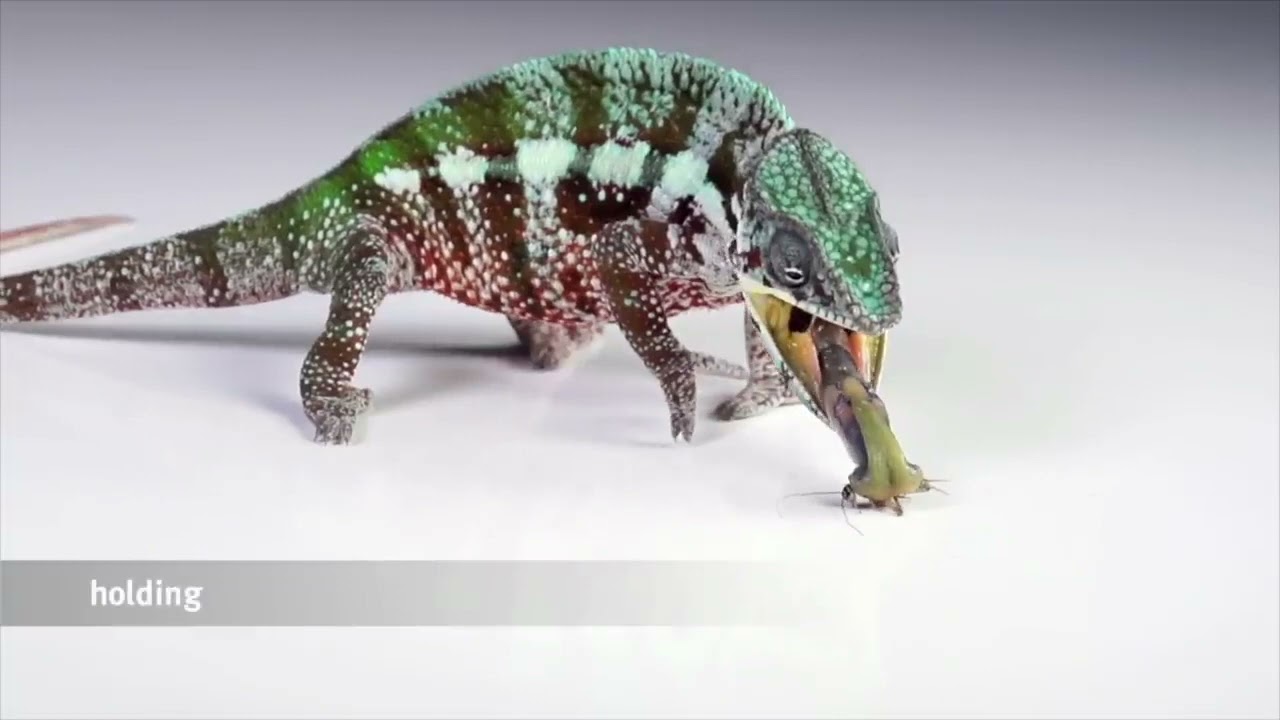 Festo The adaptive shape gripper DHEF - Maicontrol - YouTube