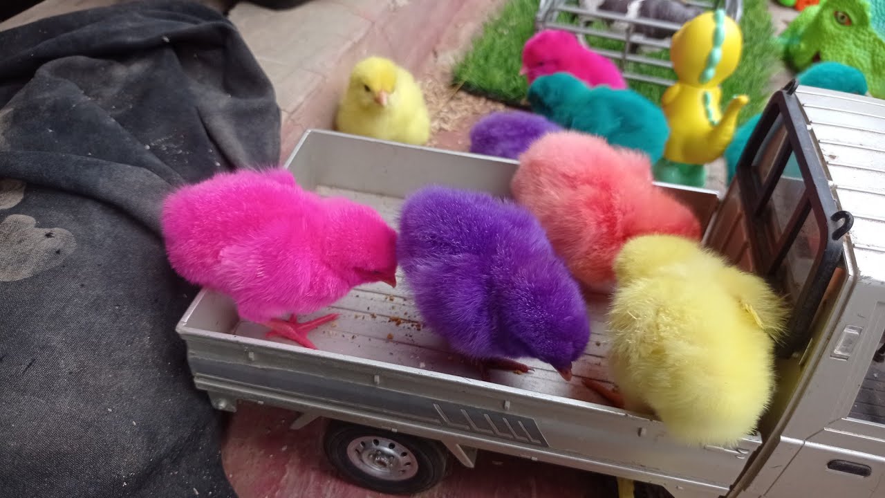 catch unique chickens, beautiful colorful chickens, enchant playing ...