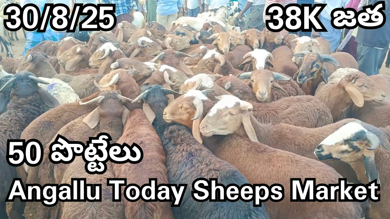 Angallu Today Sheeps Marketing 🐐🐏🐐🐏 - YouTube