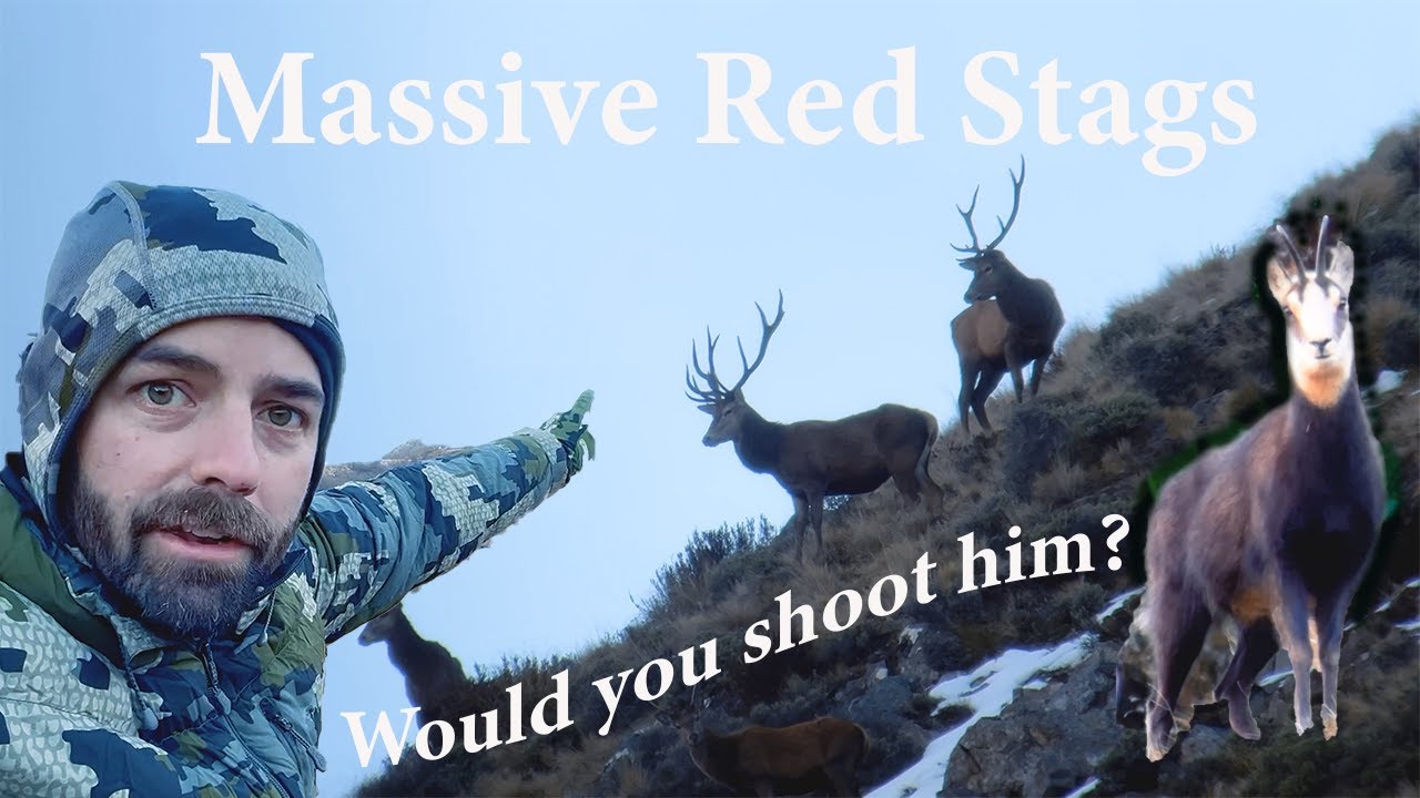 Massive Red Stag Hunting NZ, Would you shoot him? - YouTube