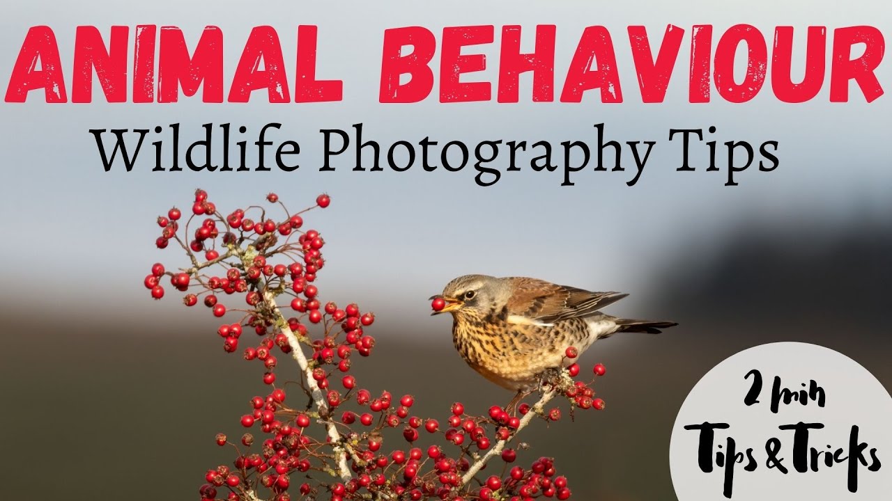 Why You Should Learn Animal Behaviour for Wildlife Photography - YouTube