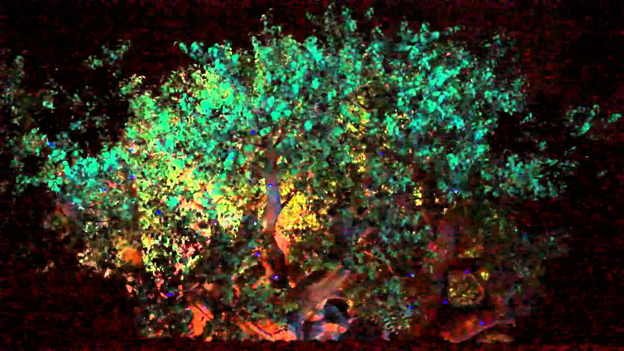 Disney's Animal Kingdom Unveils Tree of Life Fireflies Effect - YouTube