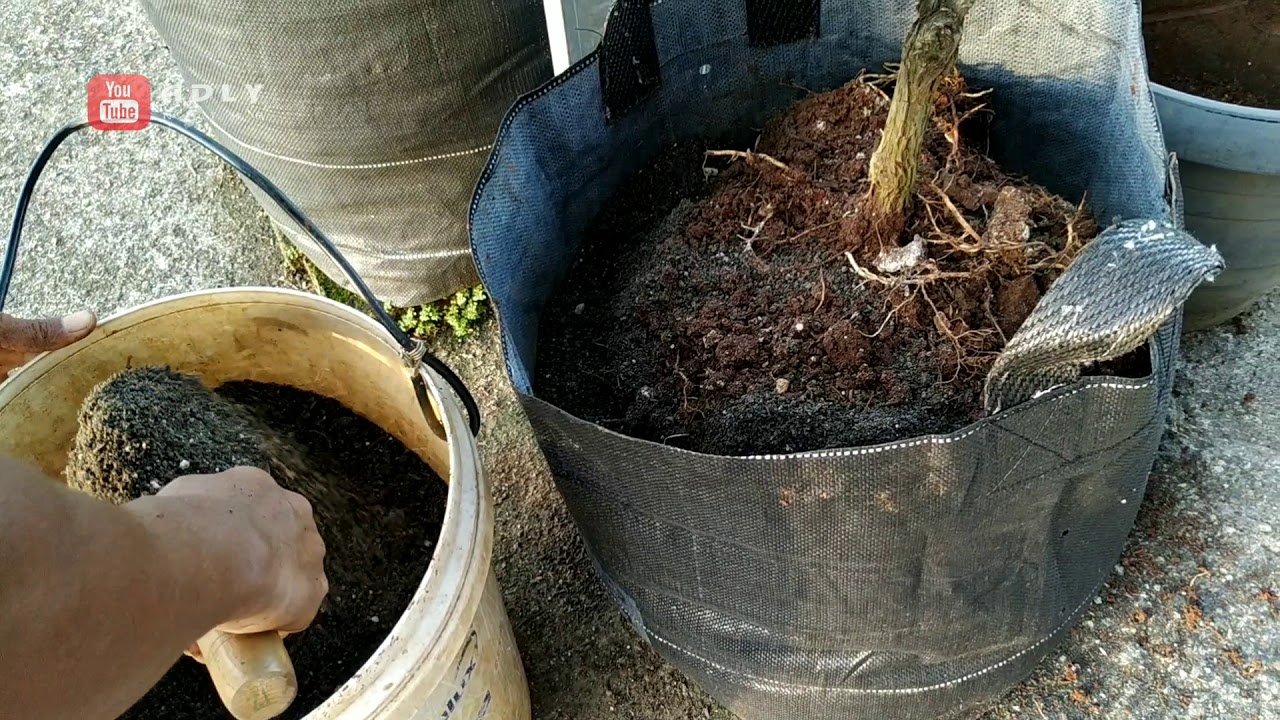 Repotting Pohon Anggur - Cara mengganti pot pada tanaman anggur jenis ...