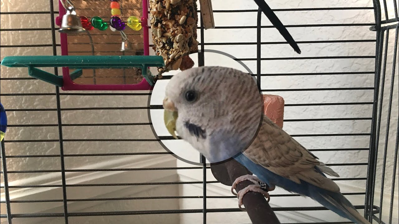 My Bird’s Morning Routine. - YouTube