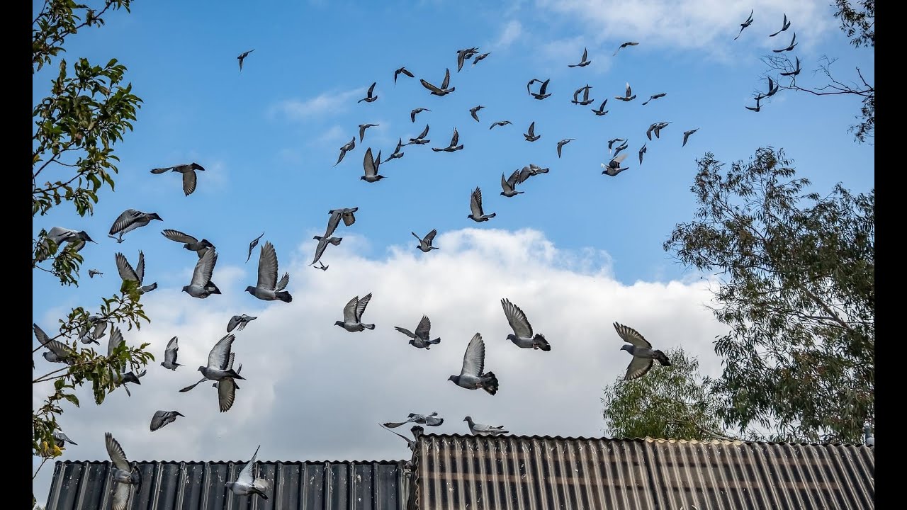 How to Develop a Strong Racing Pigeon from 50 miles to 700 miles - YouTube
