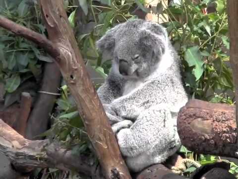 Bad Koala - YouTube