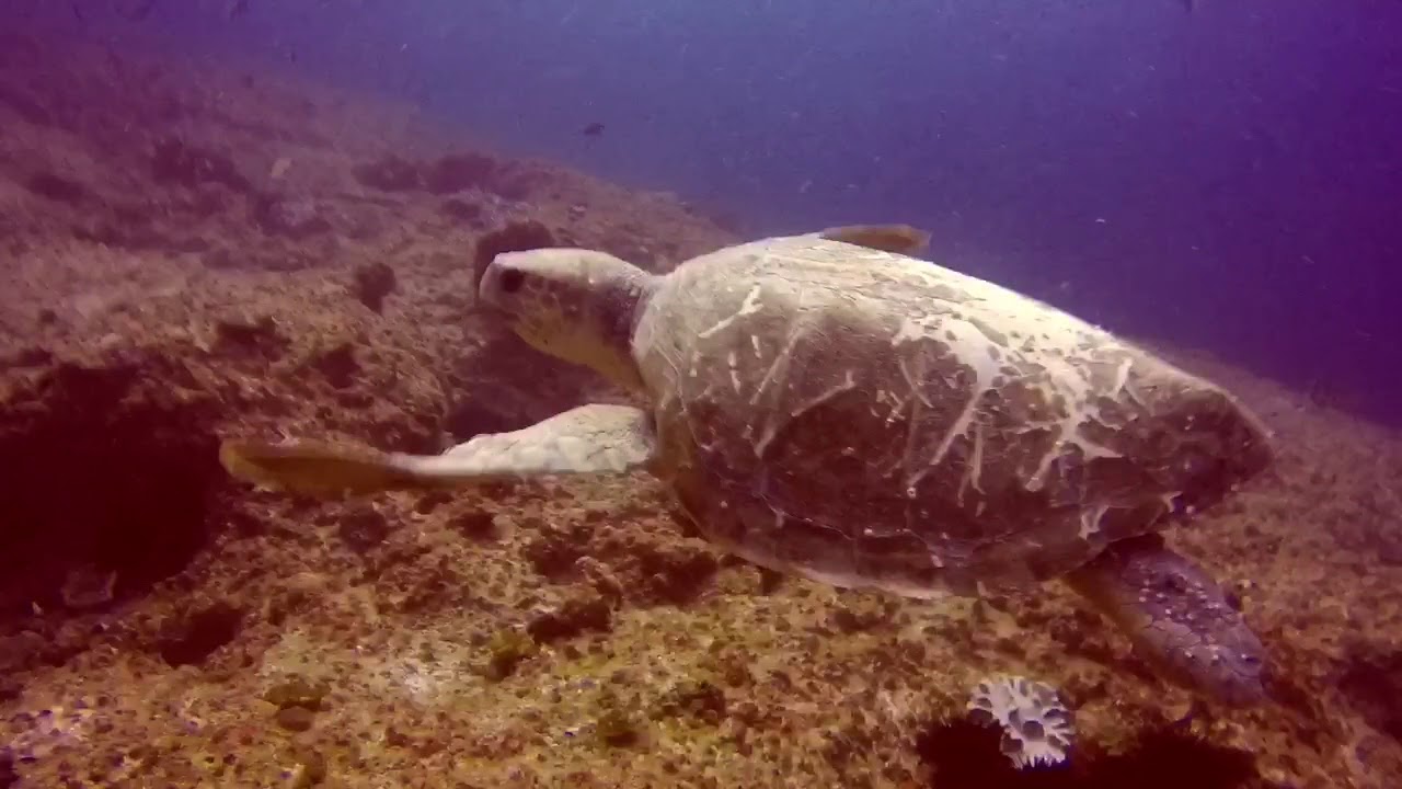 Tofo, Mozambique scuba diving - YouTube