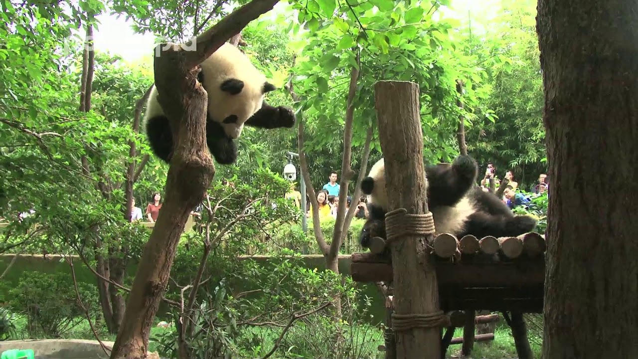 baby panda’s fight - YouTube