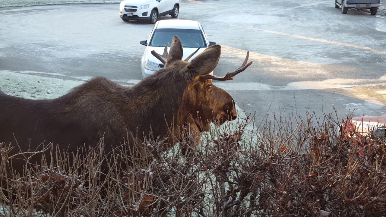 Moose guest for Thanksgiving Dinner - YouTube