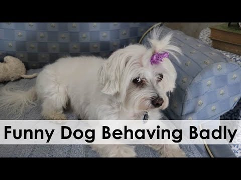 FUNNY DOG BEHAVING BADLY! - YouTube