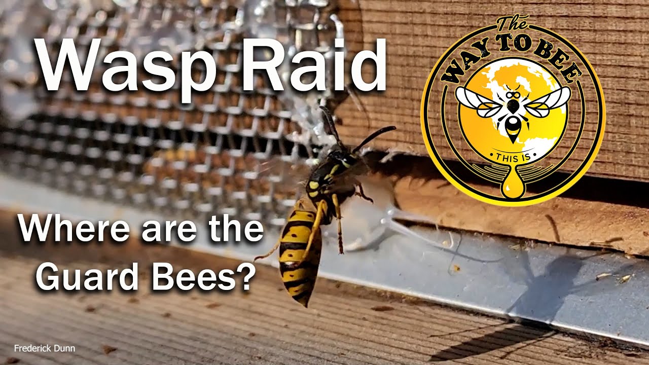 Yellow Jacket Wasps have arrived at the Entrance of the Hive. Time to ...