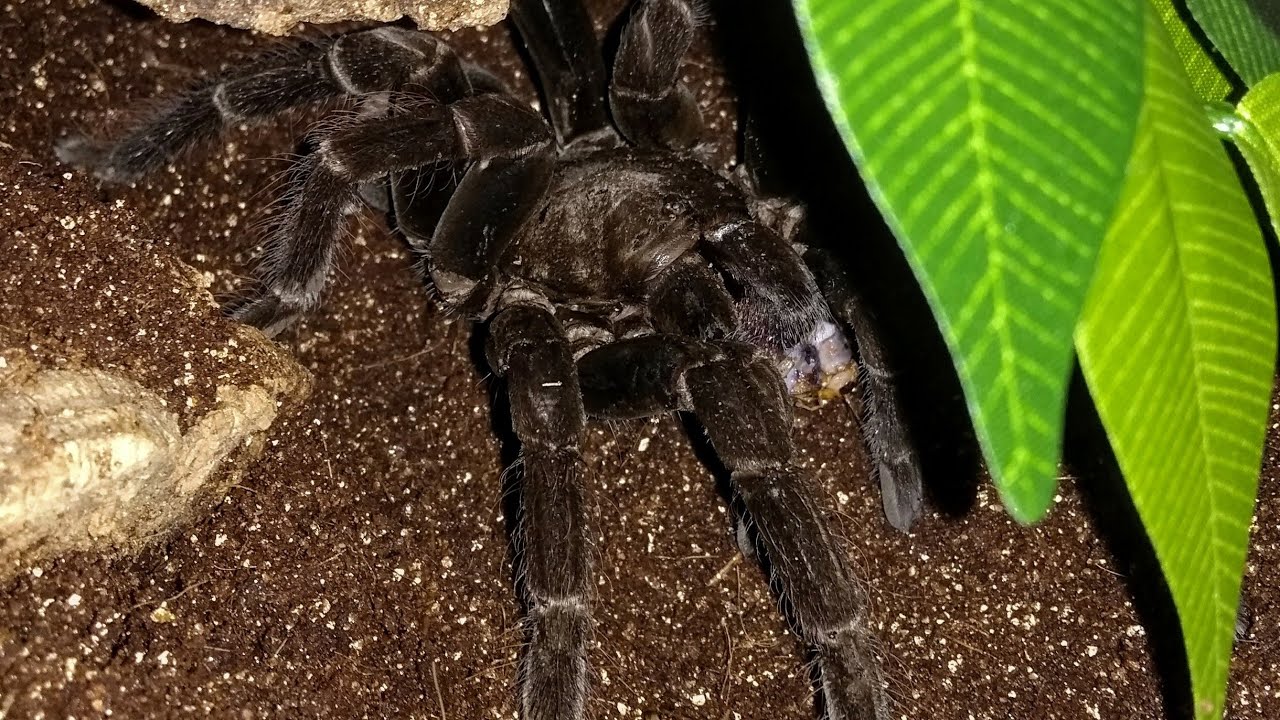 Pamphobeteus Antinous steely blue leg bird eater tarantula new arrival ...