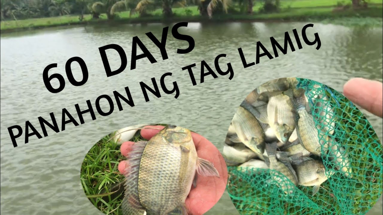 panahon na tag-lamig | 60days update | sampling | feeding | pwede na ...