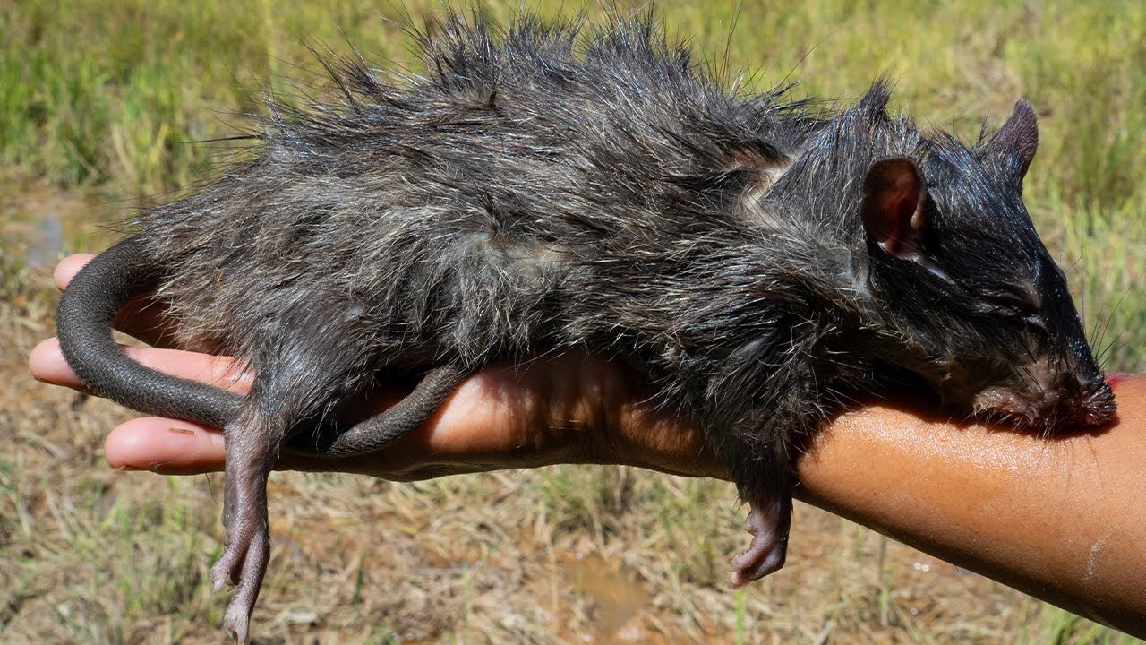 Amazing Catch and Cook A Giant Rat In The Rice Field 😱👀 - YouTube