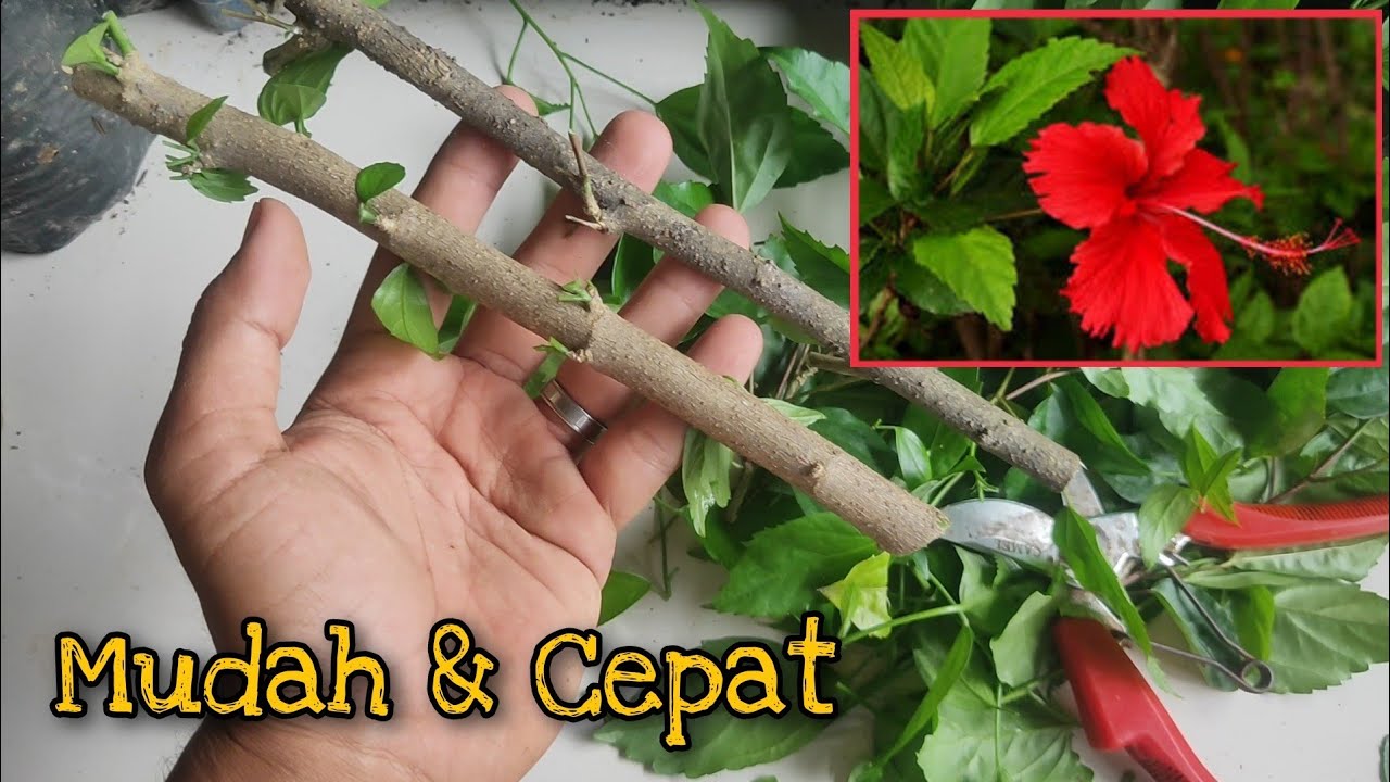 Cara mudah stek b4tang bunga sepatu (Hibiscus rosa) - YouTube