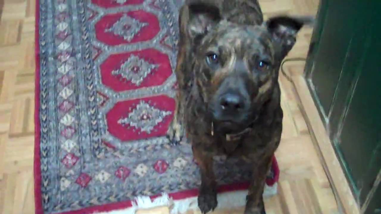 Max the Pit.MP4 - YouTube