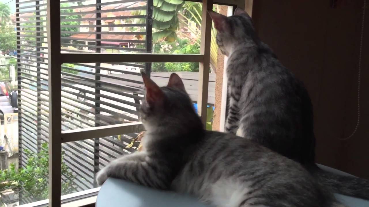 LIFE AS A CAT - KUCING MALAYSIA - YouTube