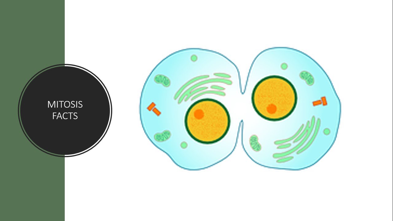 MITOSIS FACTS - YouTube