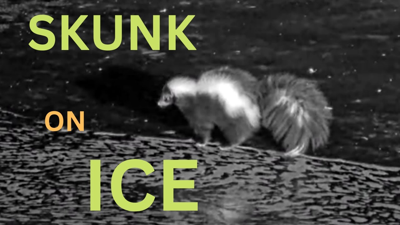 Skunk on Ice! - YouTube
