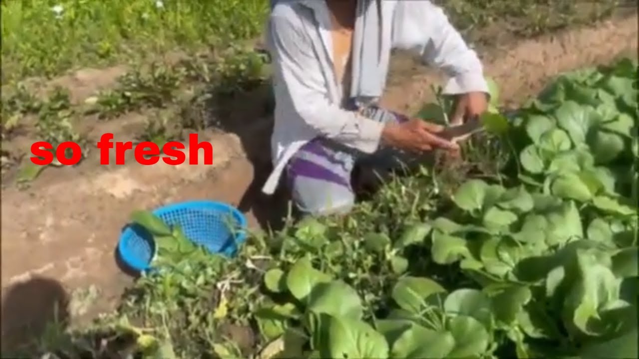 Philippines Life Vlog#42 #2023 Lets Buy Fresh Bokchoy/Pechay # ...