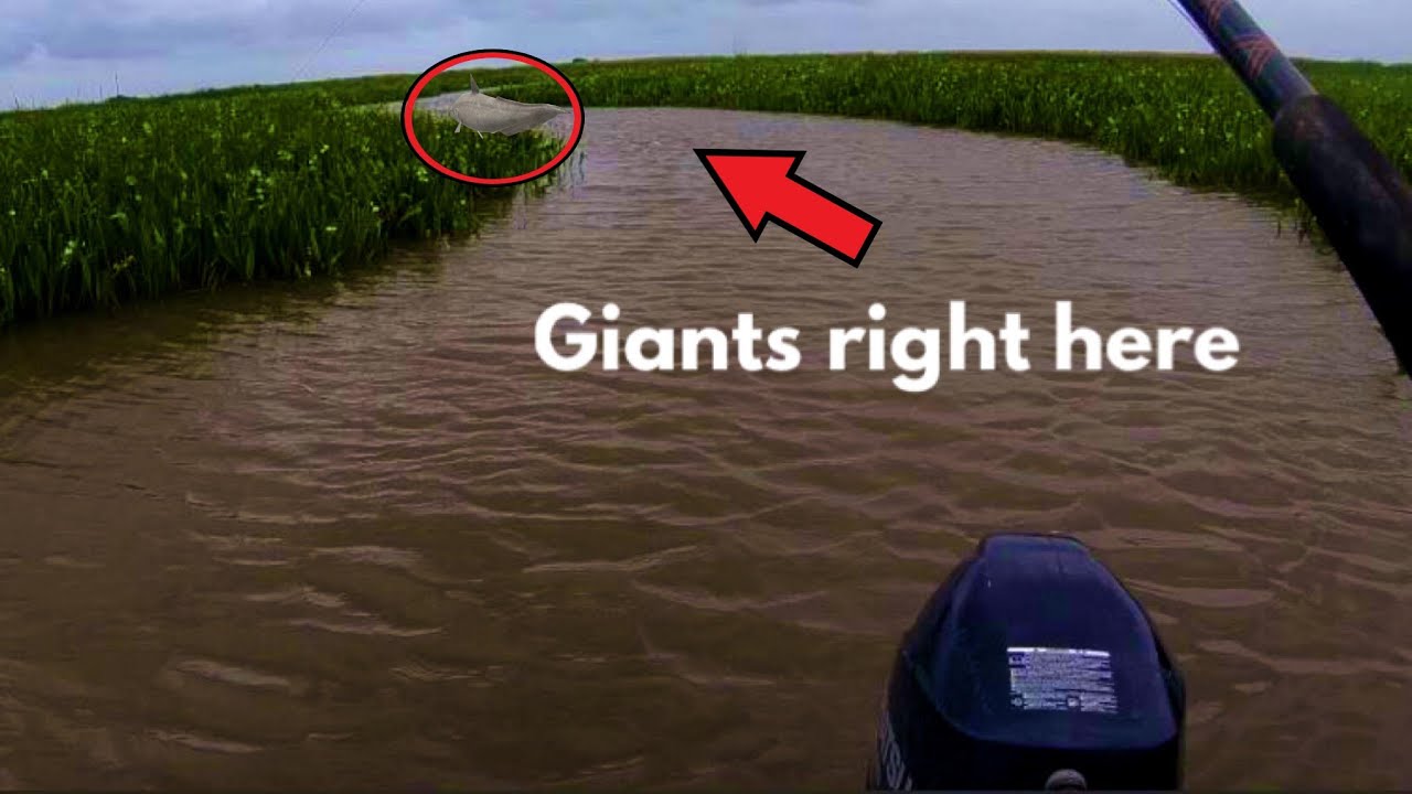 Tagging Alligator Gar in The Marsh (Non Stop Action) - YouTube