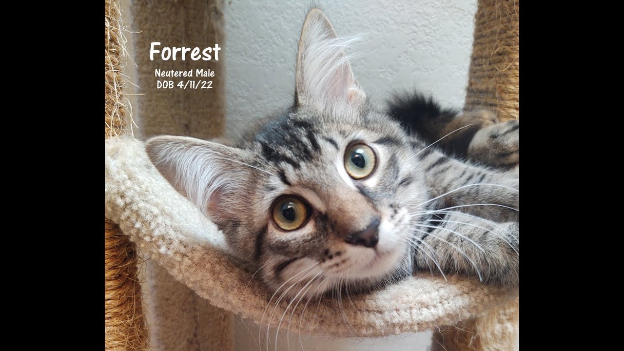 Forrest Video - YouTube