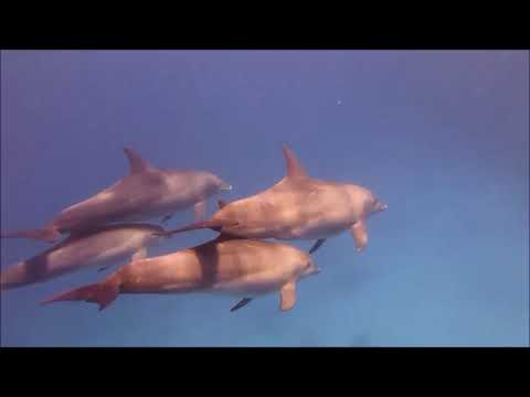 Schwimmen mit freilebenden Delfinen in Hurghada