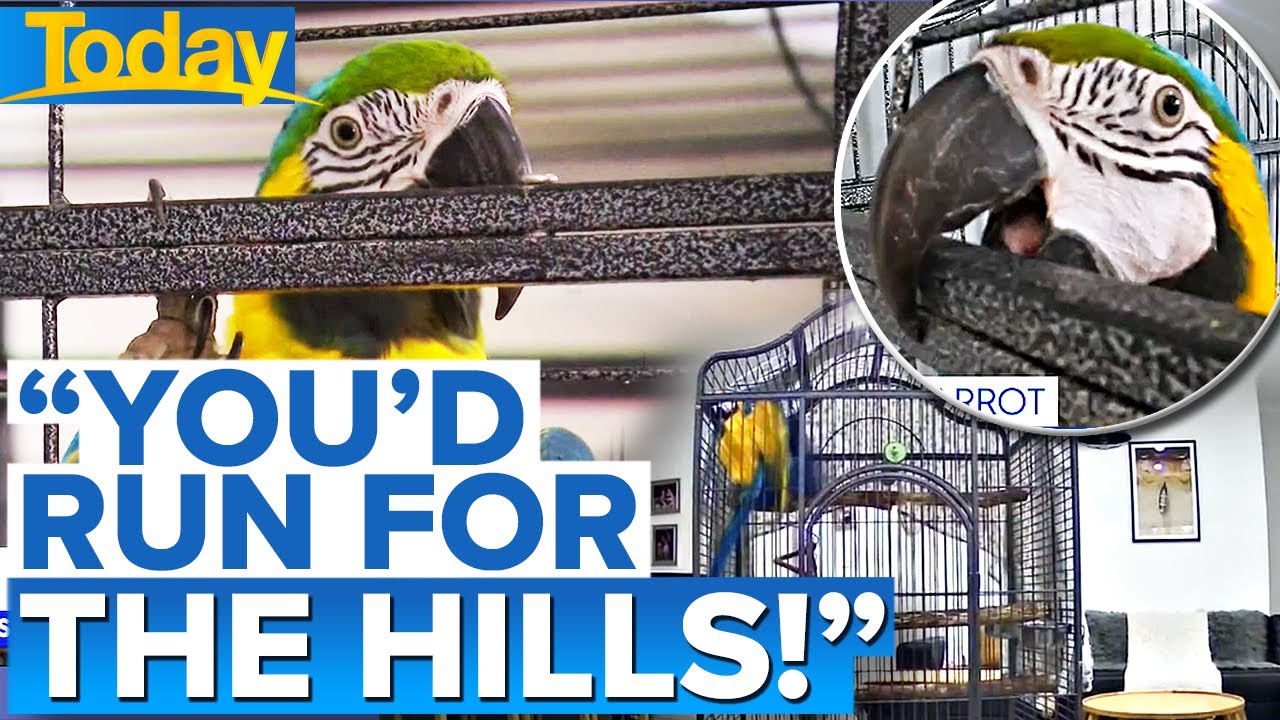 Parrot’s terrifying squawk scares off brazen intruders in Melbourne ...