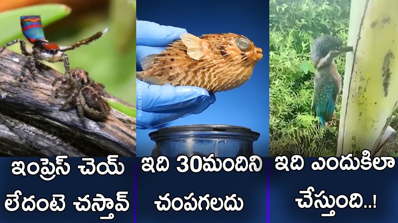 Bloated-looking fish with 360-degree quills! |Royal facts - YouTube