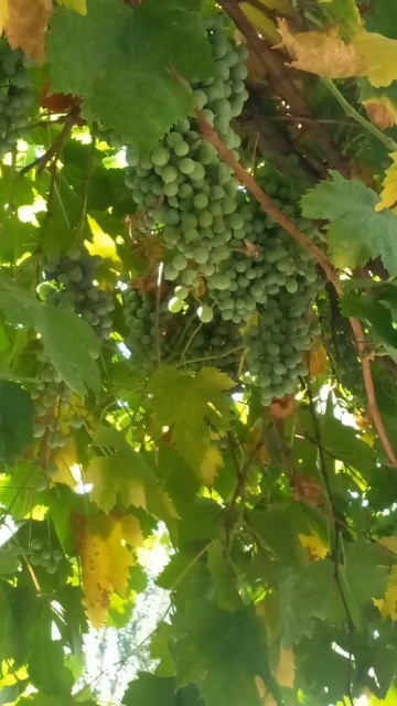 beautiful grapes of gilgit baltistan. hidden beauty of gilgit baltistan ...