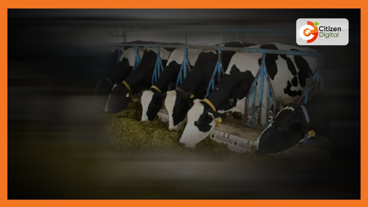 Willy Kirwa is a multi-millionaire through dairy farmer in Eldoret ...